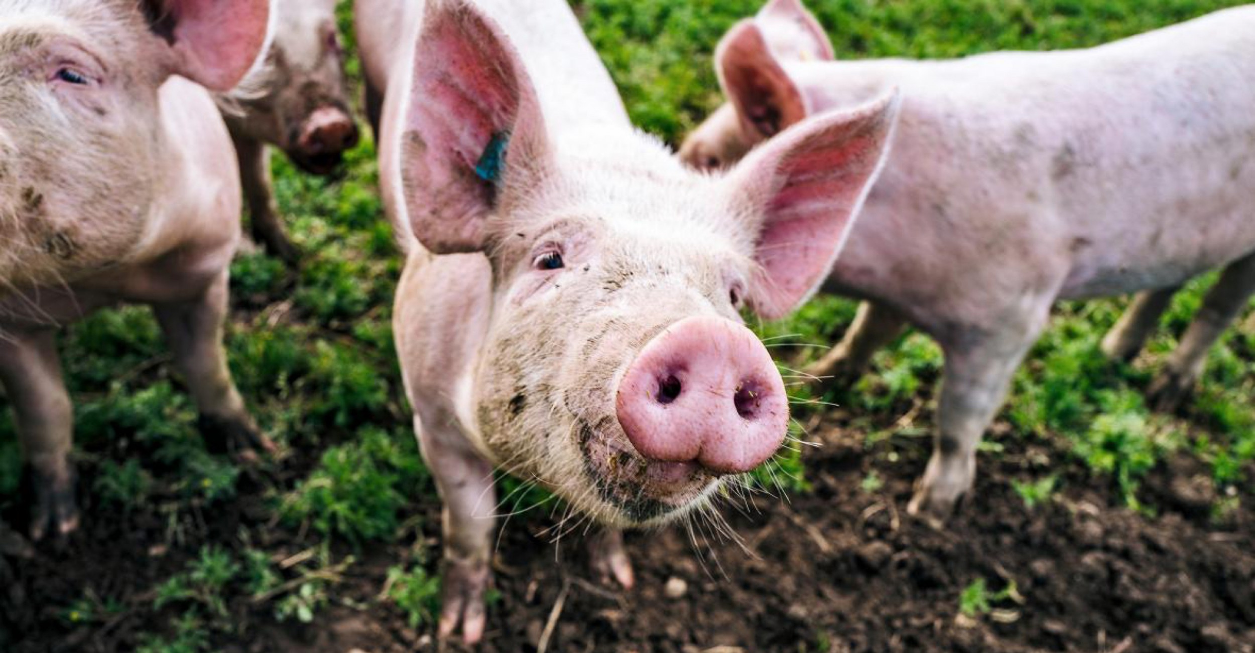 Varkenshouderij - Smits Group